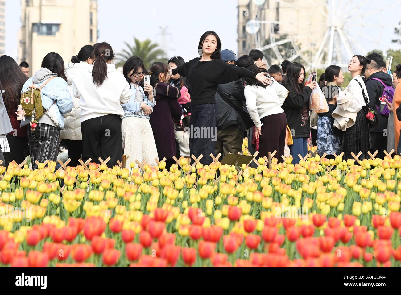 **CHINESE MAINLAND, HONG KONG, MACAU AND TAIWAN OUT** Tulip flowers ...