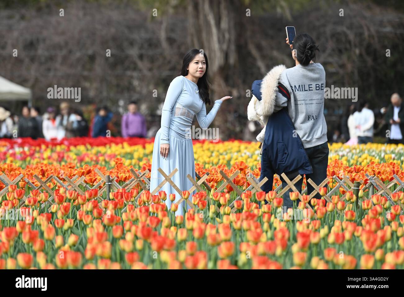 **CHINESE MAINLAND, HONG KONG, MACAU AND TAIWAN OUT** Tulip flowers ...