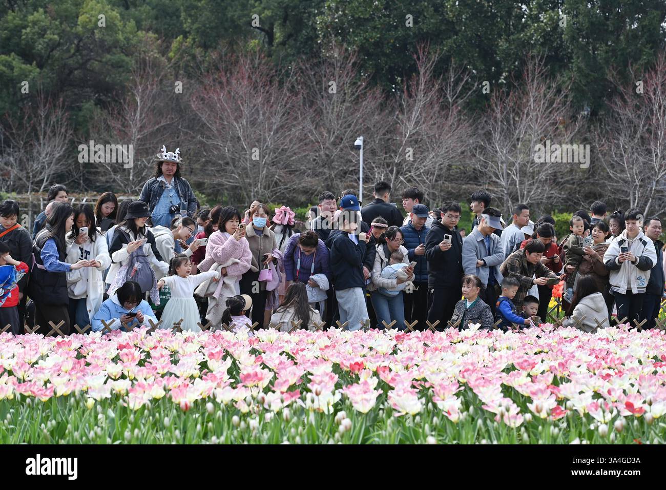 **CHINESE MAINLAND, HONG KONG, MACAU AND TAIWAN OUT** Tulip flowers ...