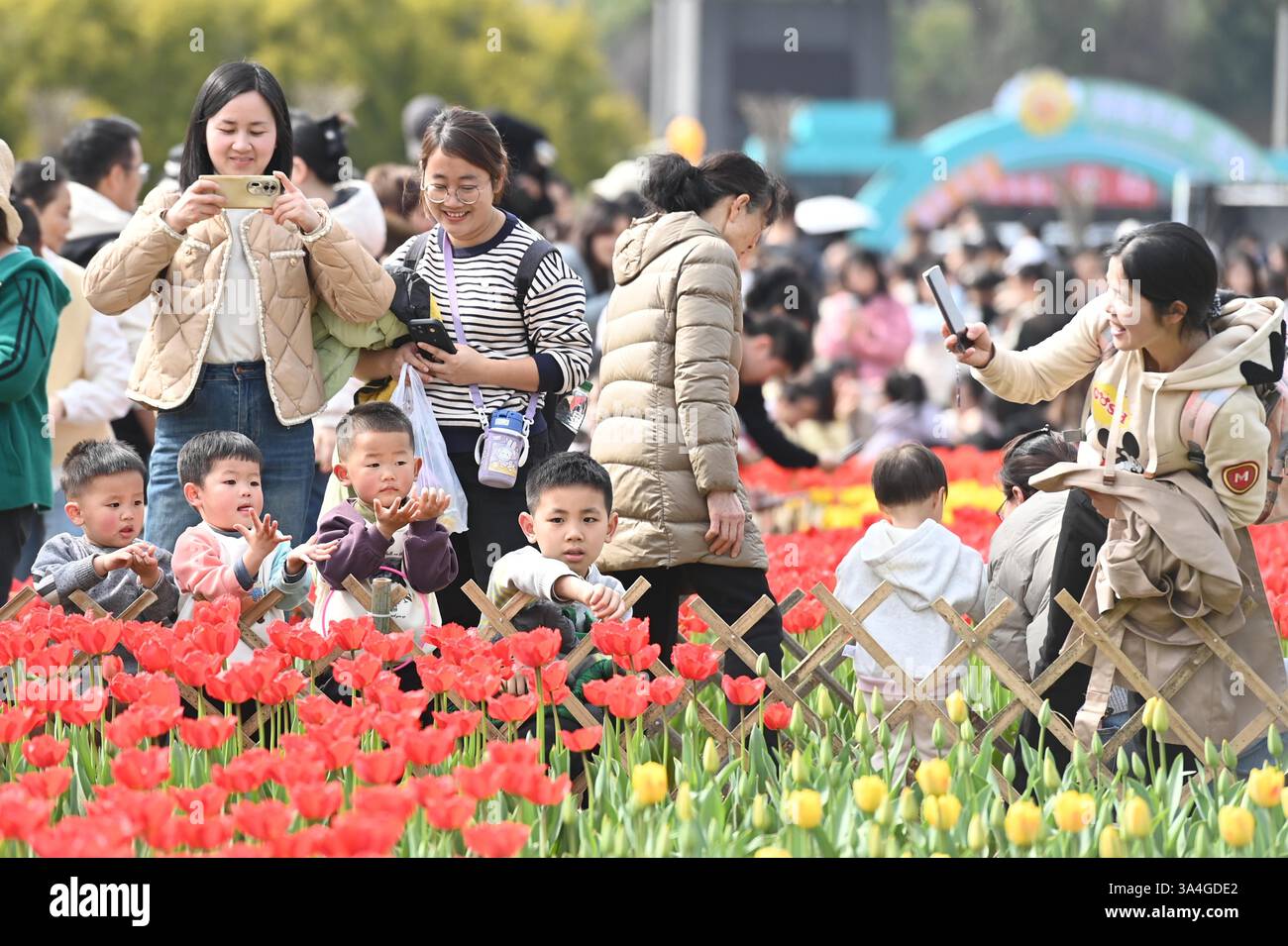 **CHINESE MAINLAND, HONG KONG, MACAU AND TAIWAN OUT** Tulip flowers ...