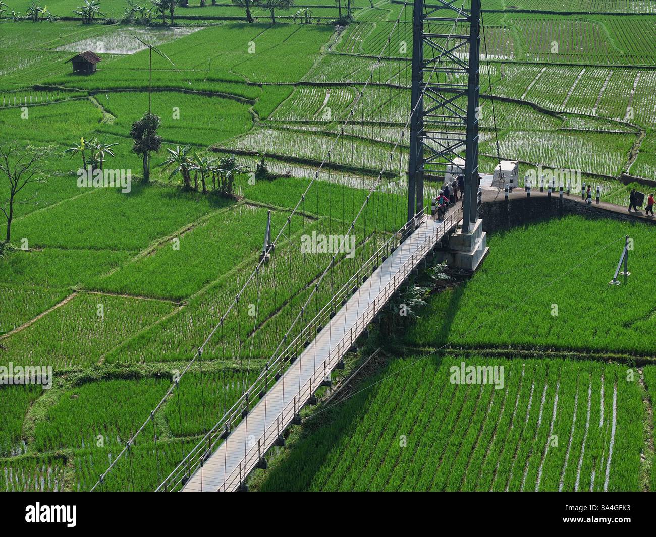 Tropical green rice fields and river, Sumedang, West Java, Indonesia ...