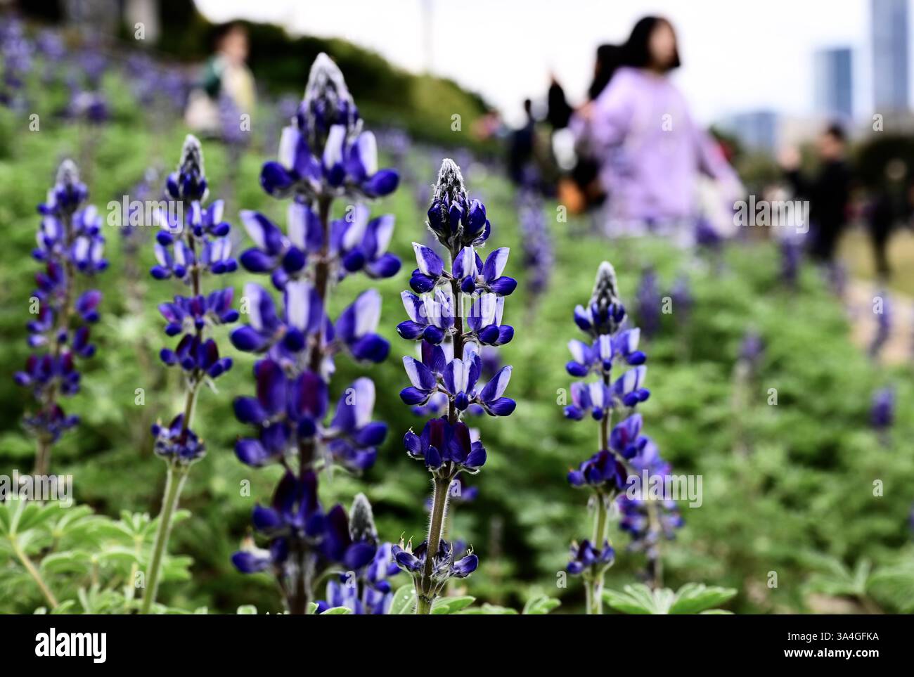 **CHINESE MAINLAND, HONG KONG, MACAU AND TAIWAN OUT** Spring flowers ...