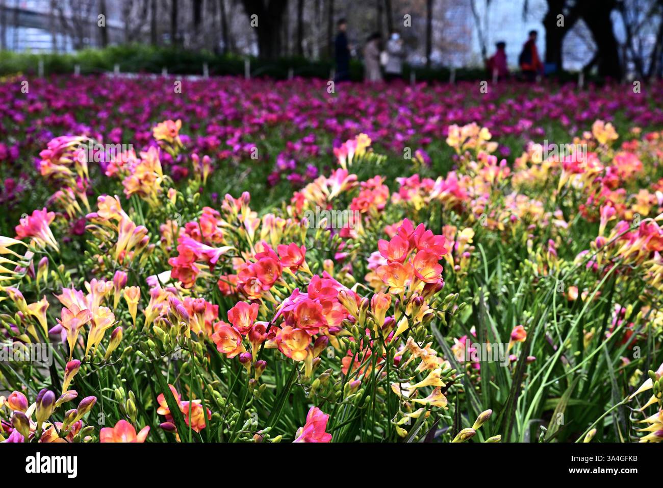 **CHINESE MAINLAND, HONG KONG, MACAU AND TAIWAN OUT** Spring flowers ...