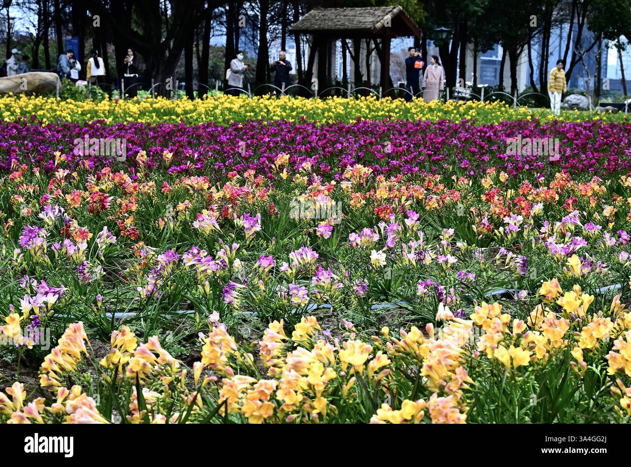 **CHINESE MAINLAND, HONG KONG, MACAU AND TAIWAN OUT** Spring flowers ...