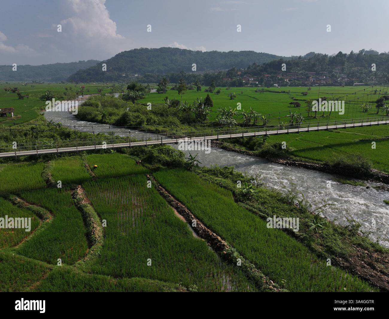 Tropical green rice fields and river, Sumedang, West Java, Indonesia ...