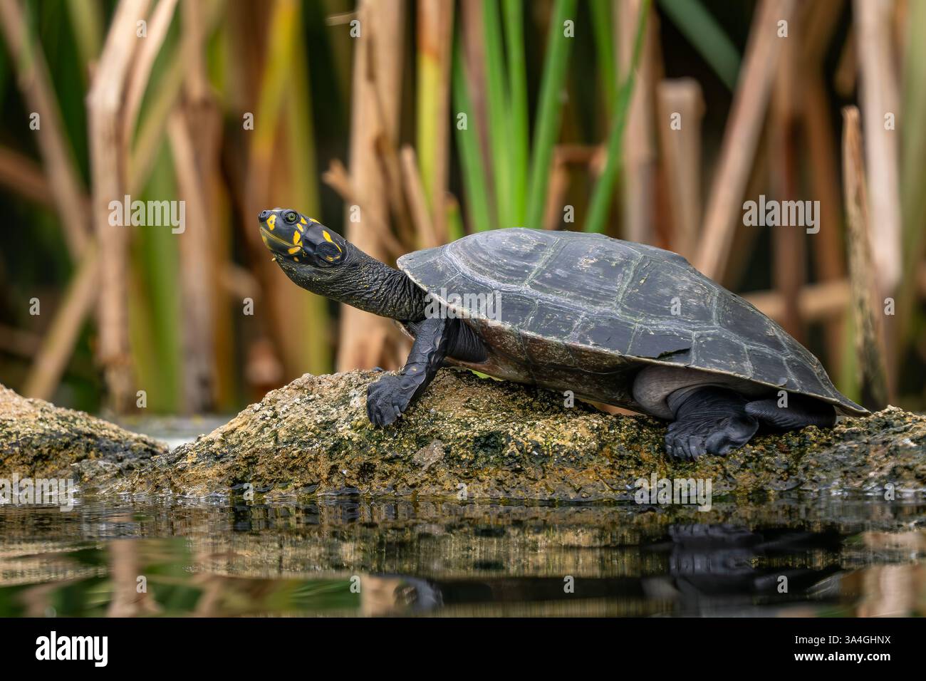 Yellow-spotted Amazon Turtle - Podocnemis unifilis, shell of unique ...