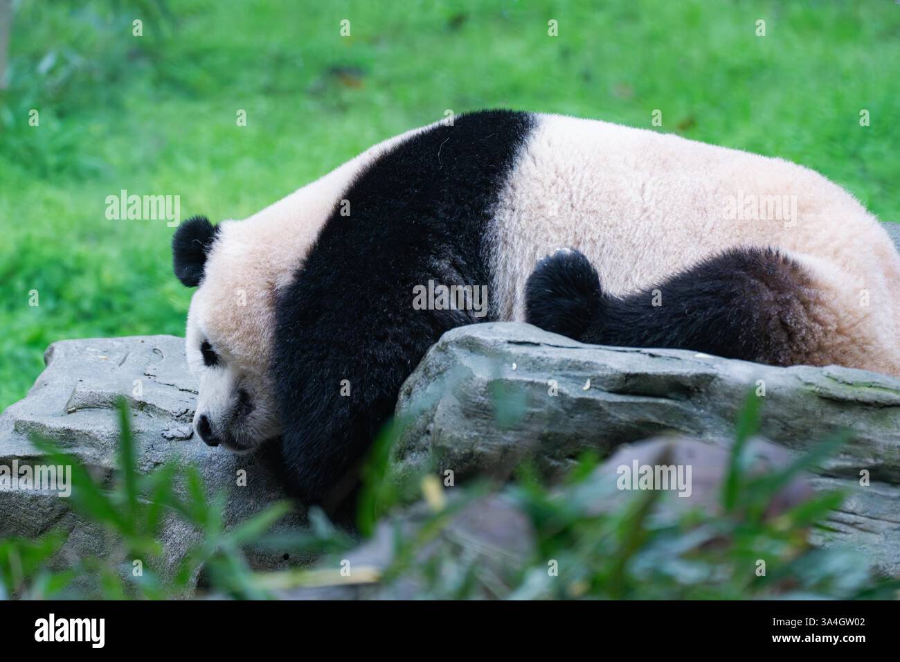 Giant pandas enjoy spring time at Chongqing Zoo, Chongqing, China, 15 ...