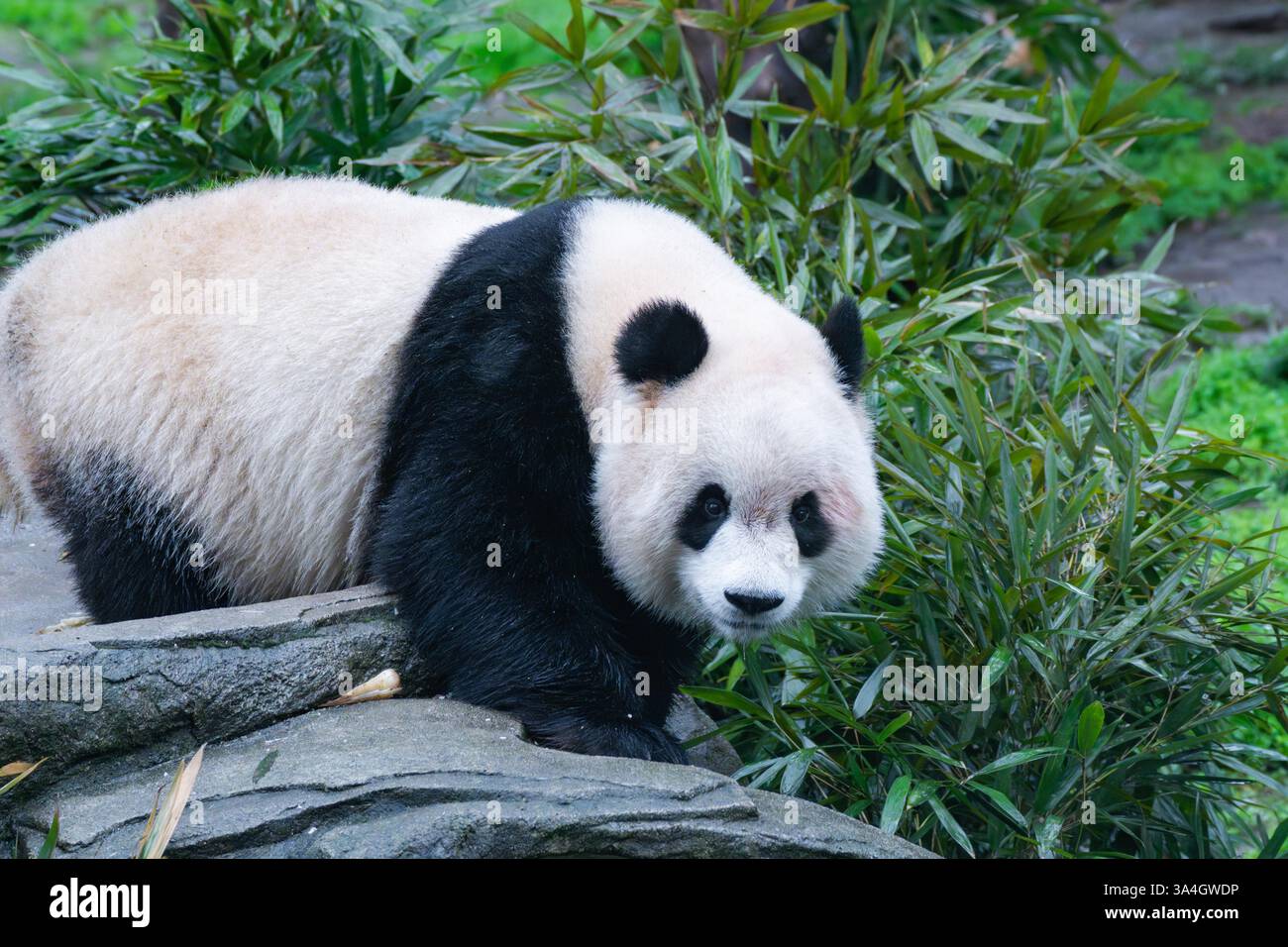 Giant pandas enjoy spring time at Chongqing Zoo, Chongqing, China, 15 ...