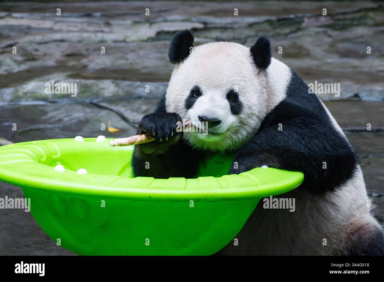 Giant pandas enjoy spring time at Chongqing Zoo, Chongqing, China, 15 ...