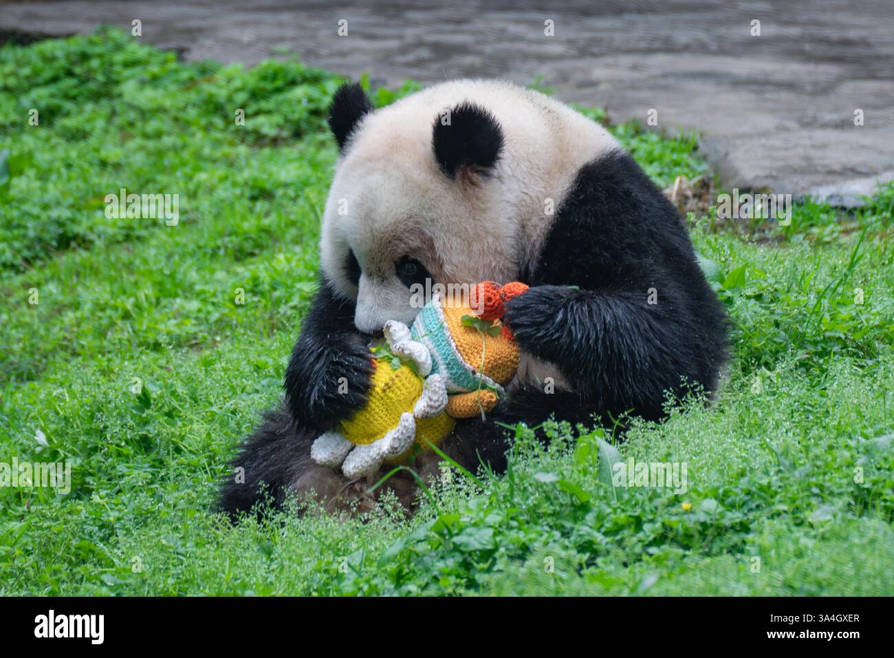 Giant pandas enjoy spring time at Chongqing Zoo, Chongqing, China, 15 ...