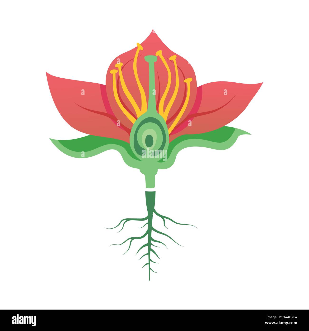 Parts of a flower vector illustration. education biology and botany ...