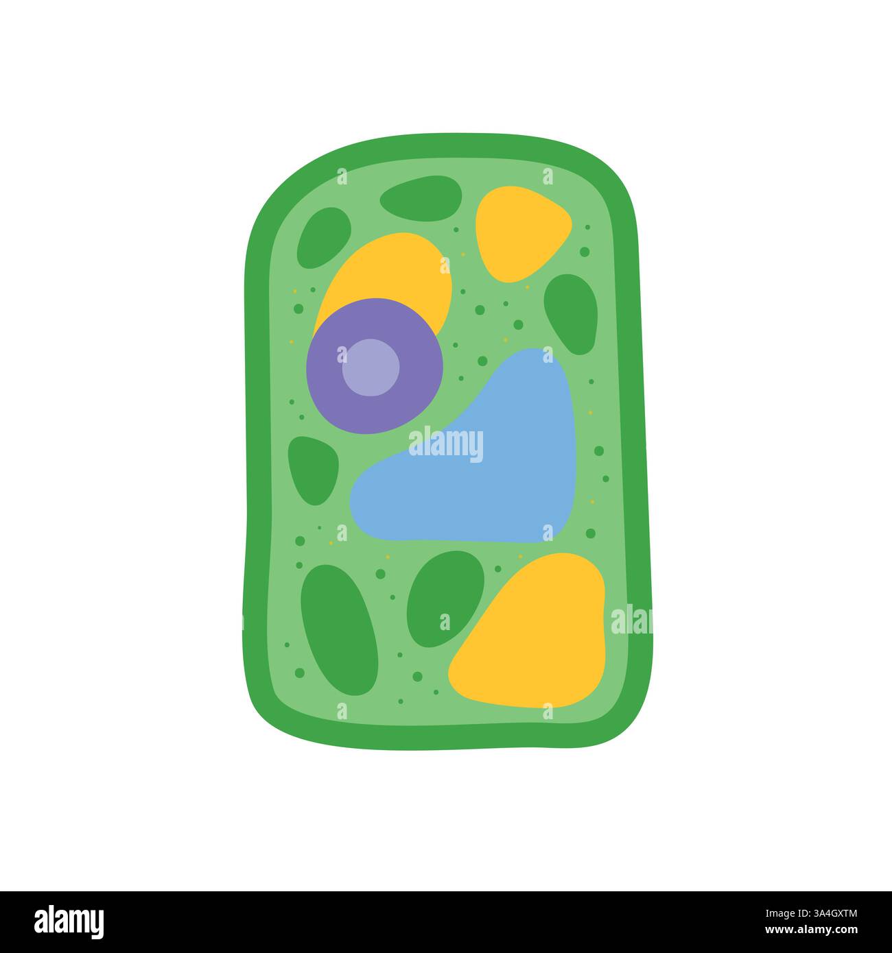 Plant cells microscopic hi-res stock photography and images - Alamy