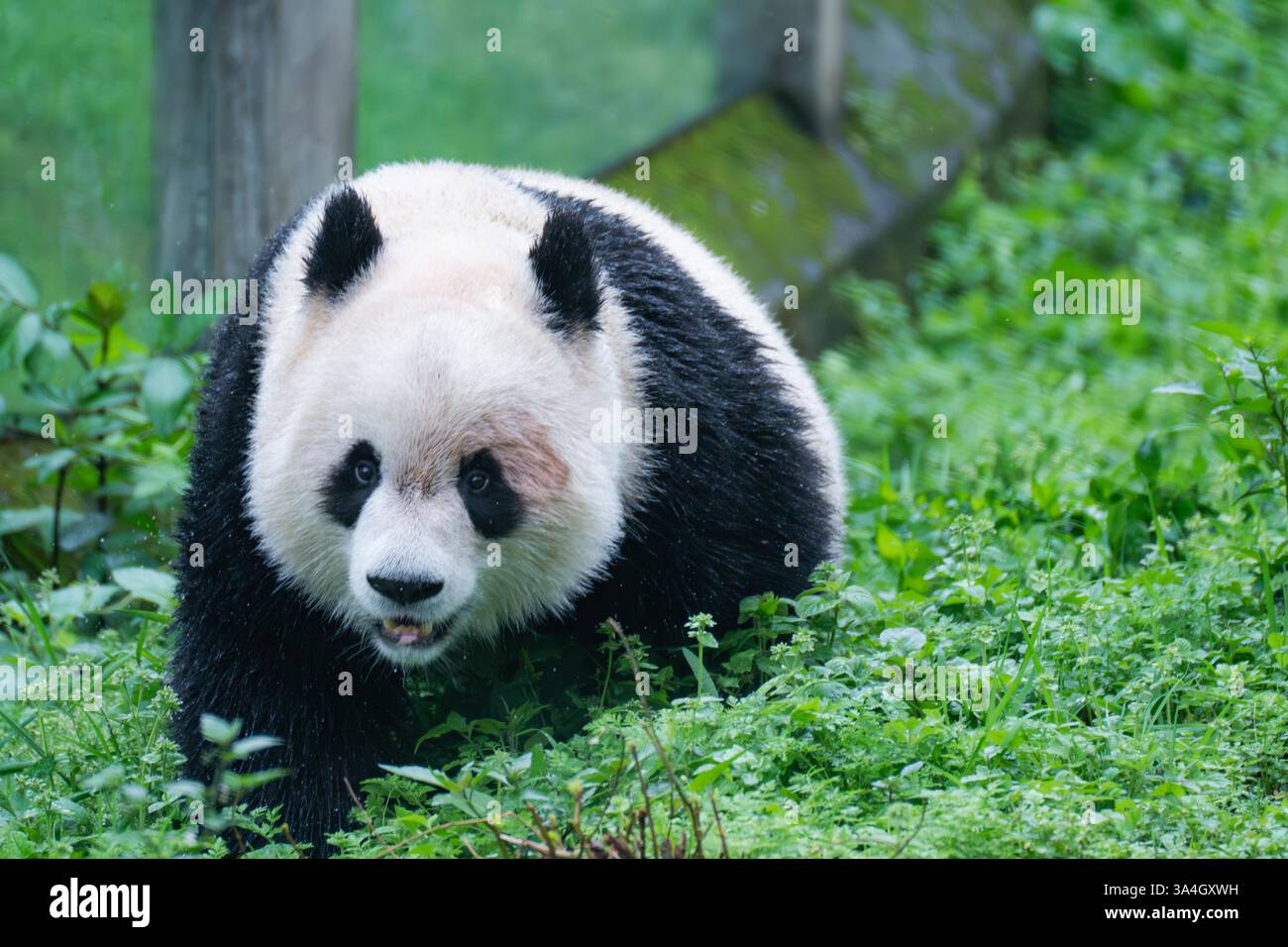 Giant pandas enjoy spring time at Chongqing Zoo, Chongqing, China, 15 ...