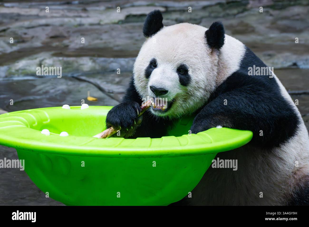 Giant pandas enjoy spring time at Chongqing Zoo, Chongqing, China, 15 ...