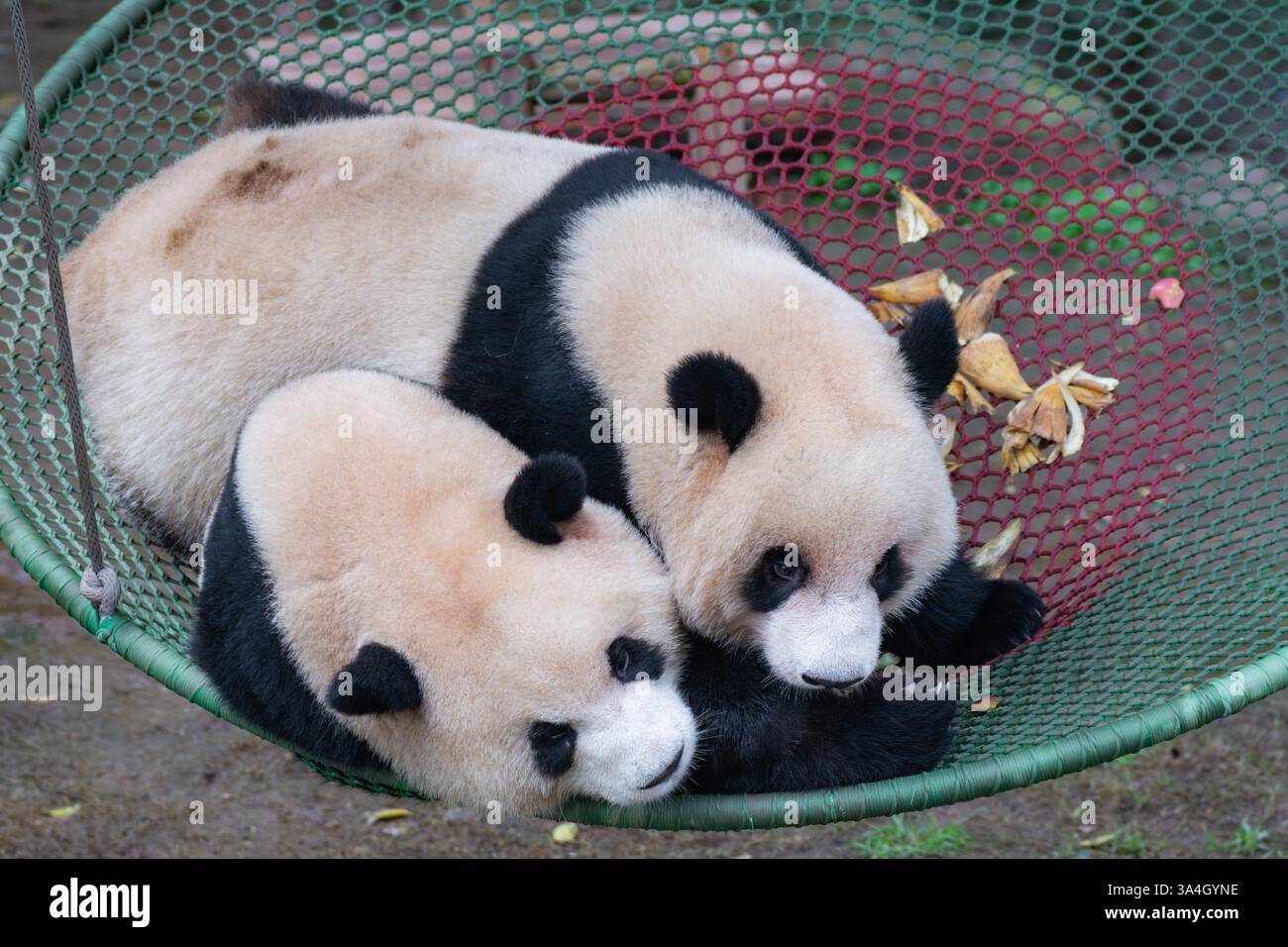 Giant pandas enjoy spring time at Chongqing Zoo, Chongqing, China, 15 ...