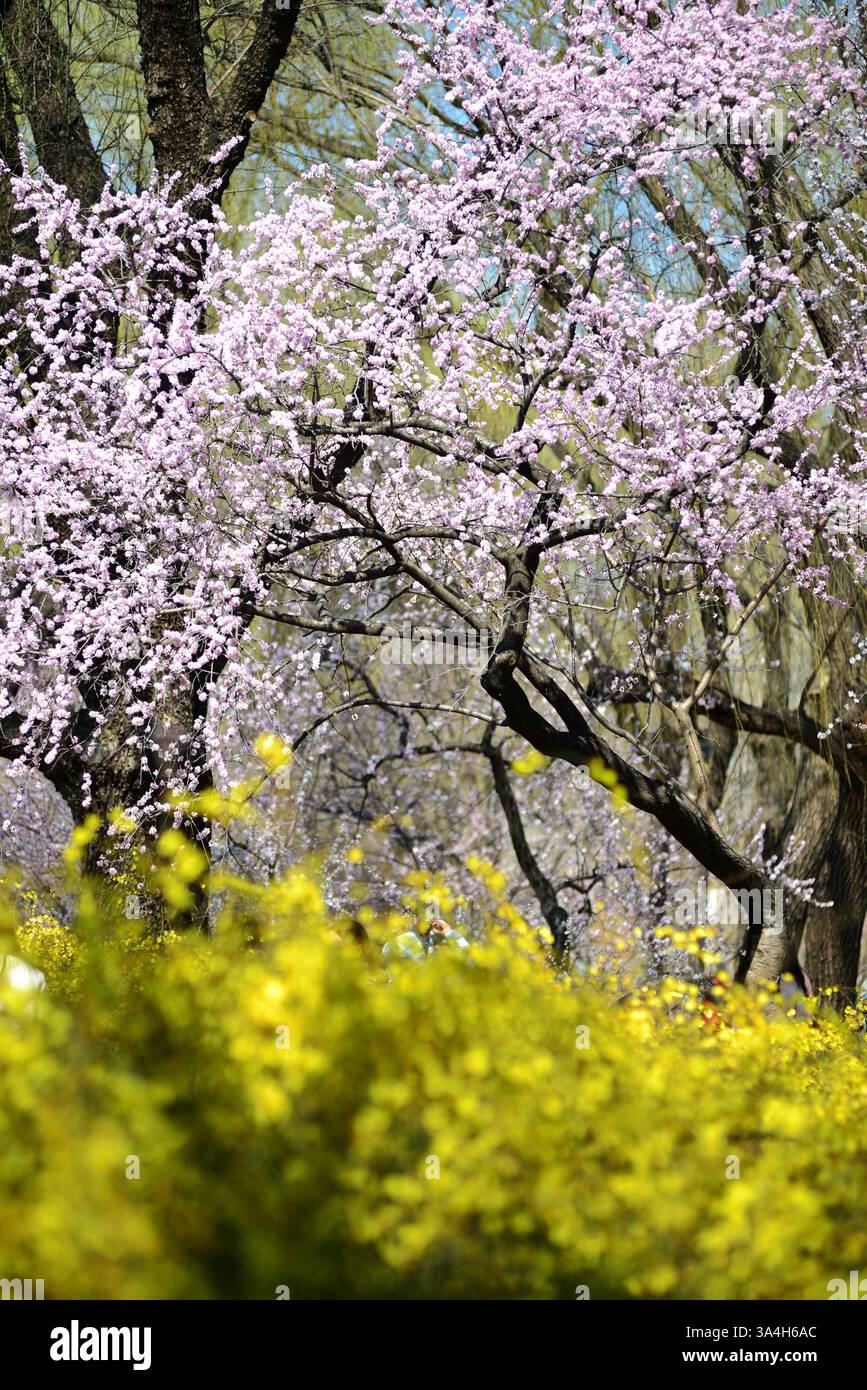 Spring scenery of the Summer Palace in Beijing, China, 16 March, 2025 ...