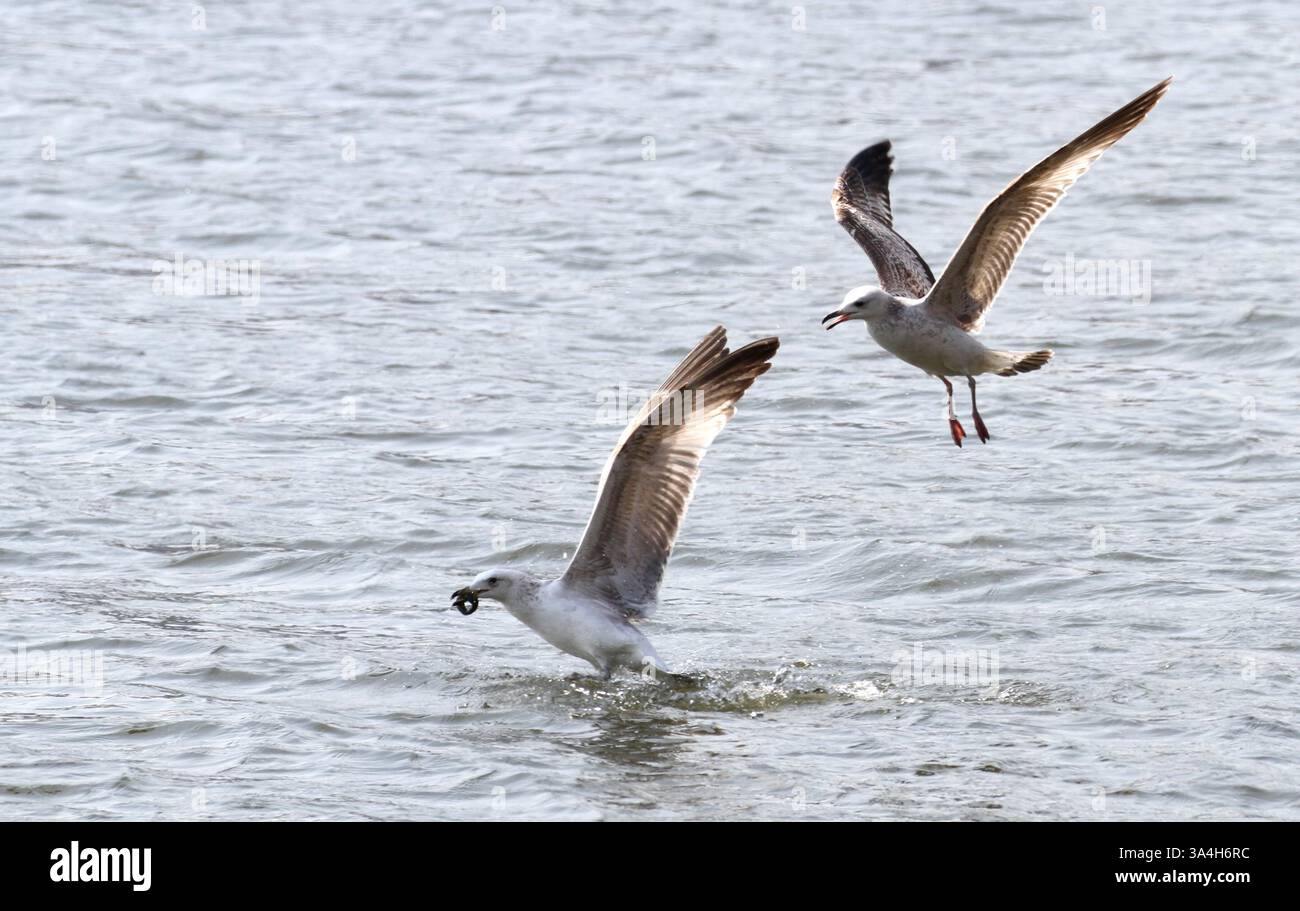Seagulls fly over the Hun River in Shenyang City, northeast China's ...