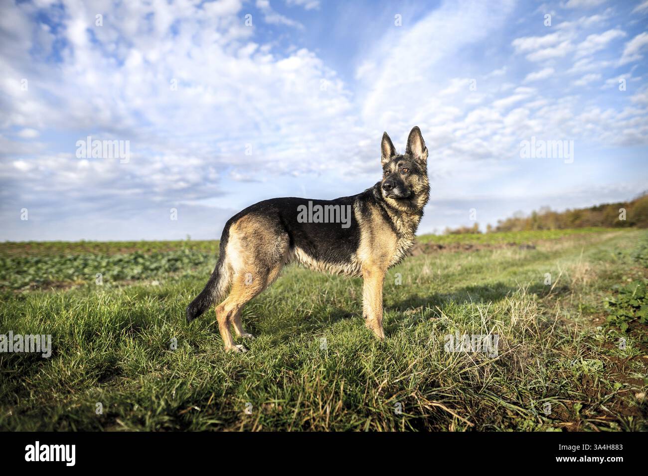 adult German Shepherd Stock Photo - Alamy
