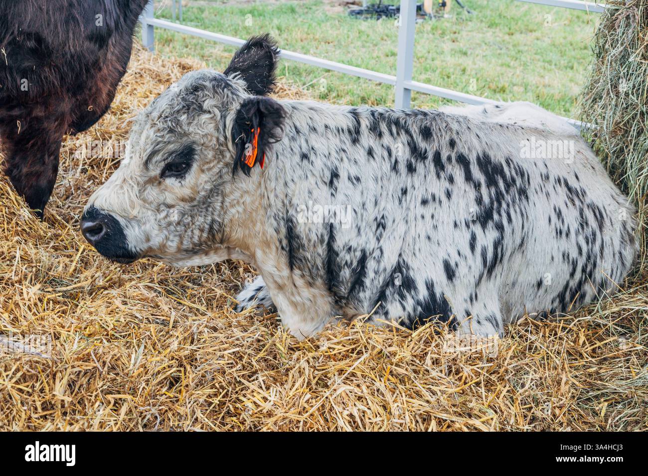 Galloway cattle breed for meat production Stock Photo - Alamy