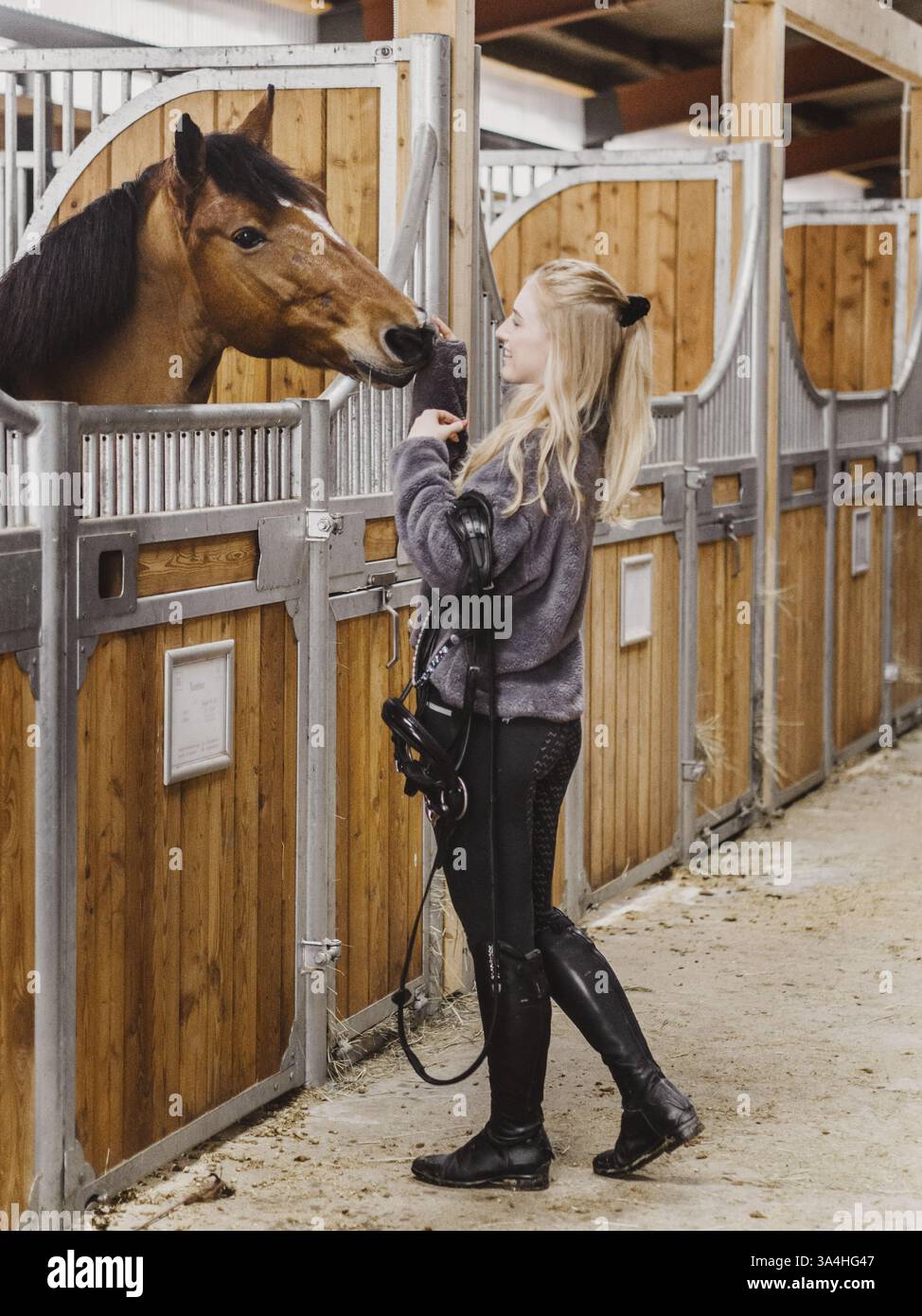 German Riding Pony in the stable Stock Photo - Alamy