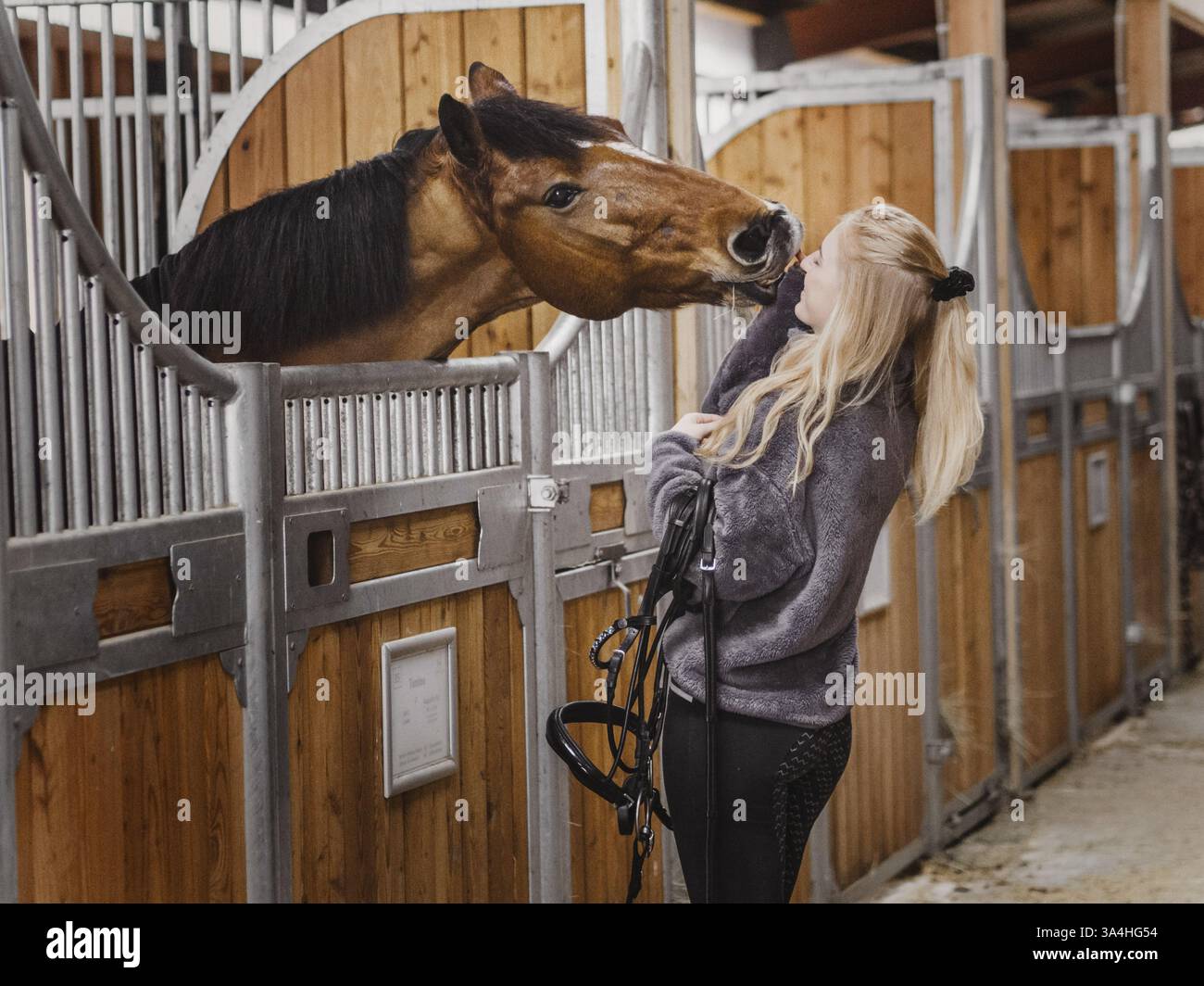 German Riding Pony in the stable Stock Photo - Alamy