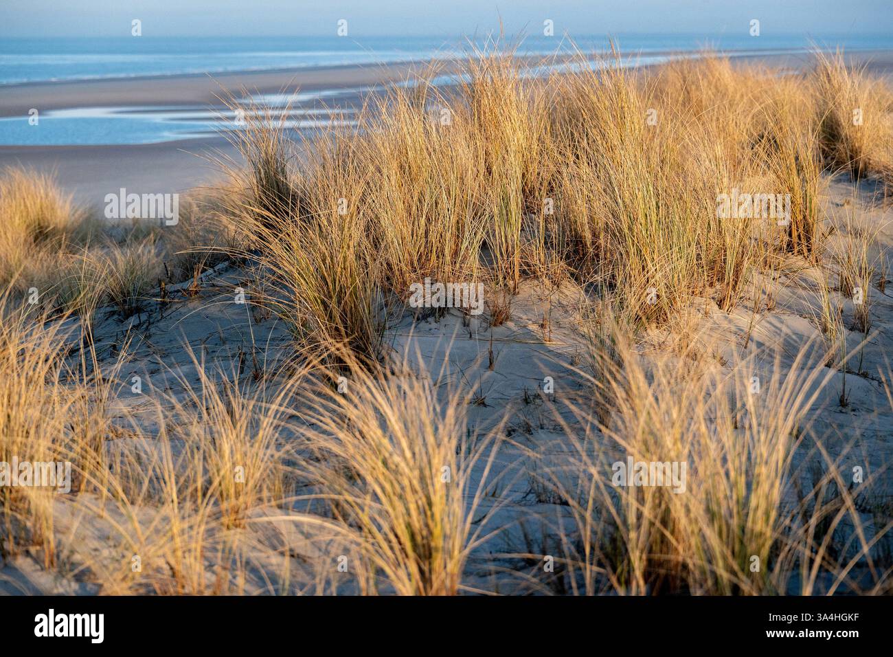 Wangerooge, Germany. 26th Feb, 2025. The evening sun shines on the dune ...