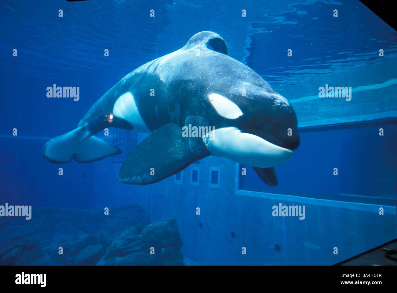 Apr 04, 1996; Newport, OR, USA; KEIKO the famous killer whale. Keiko ...