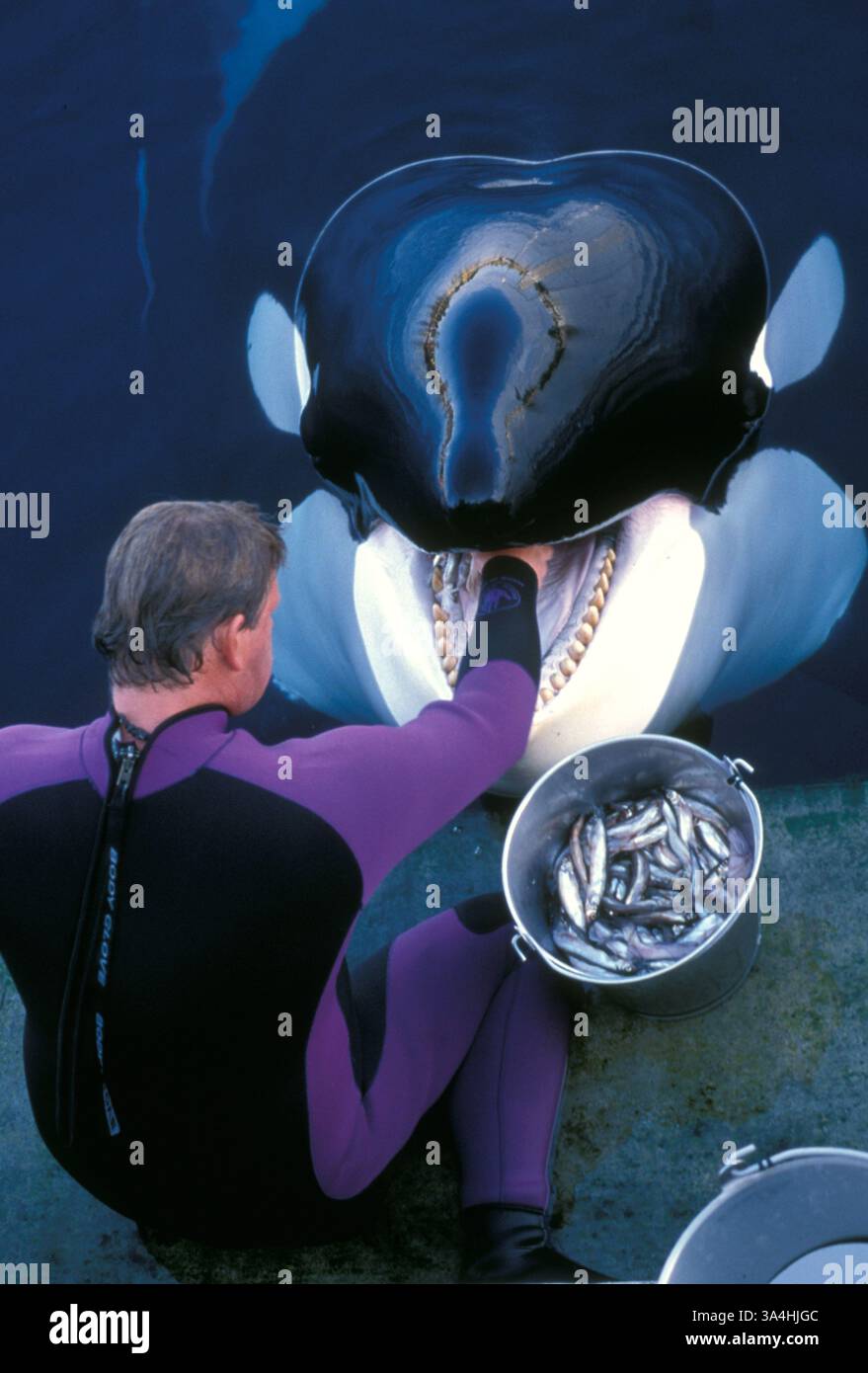 Sep 09, 1998; Newport, OR, USA; KEIKO the famous killer whale. Keiko ...