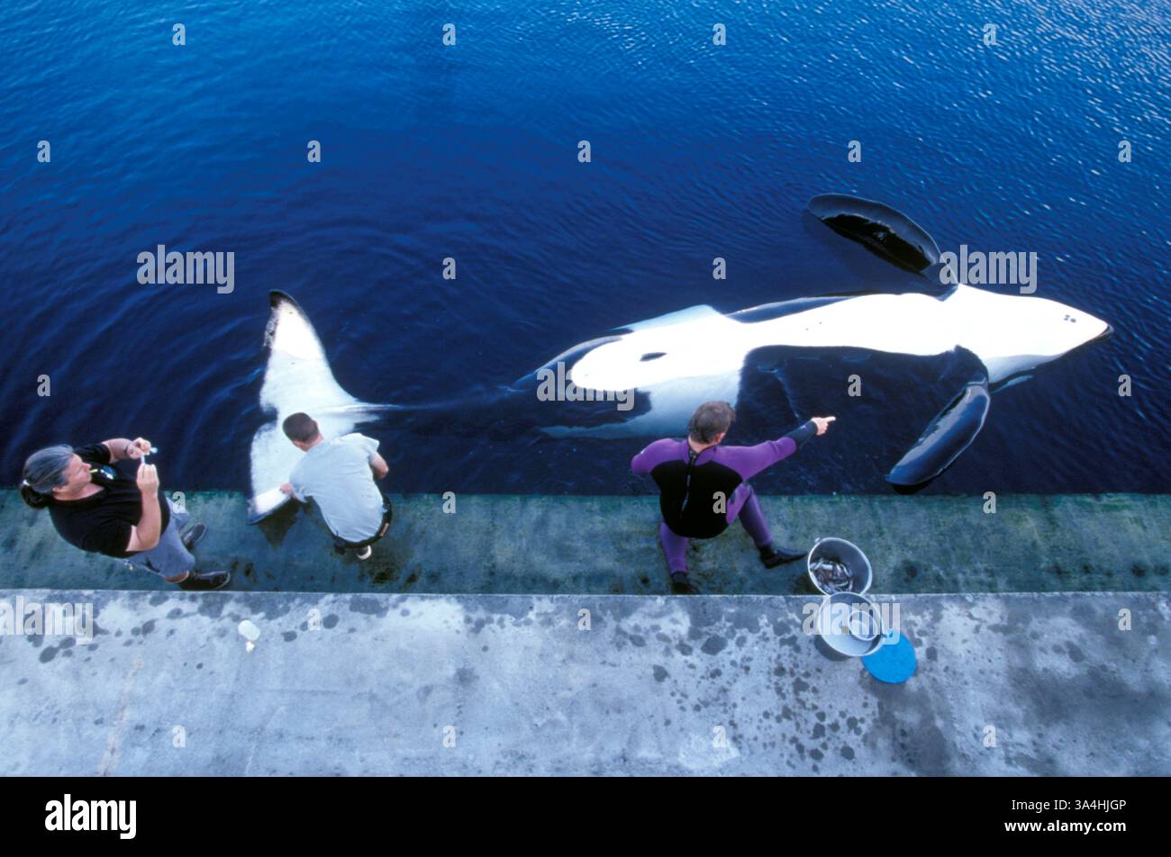 Sep 09, 1998; Newport, OR, USA; KEIKO the famous killer whale. Keiko ...
