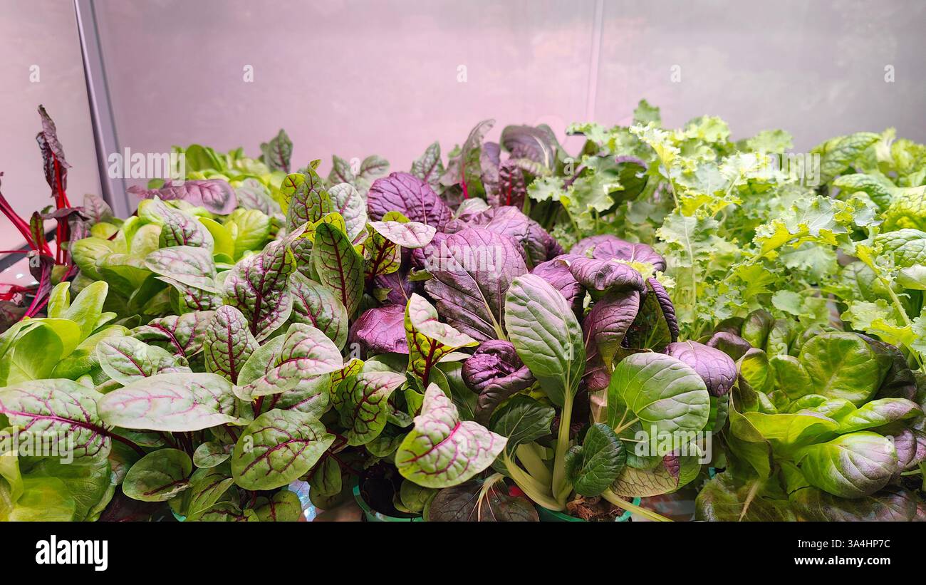 A variety of fresh hydroponic greens, including purple and green leafy ...