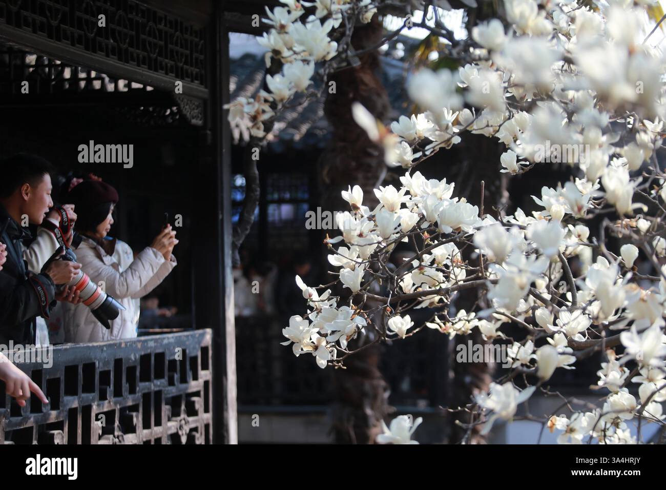 Magnolia flowers are in full bloom in Yangzhou City, east China's ...
