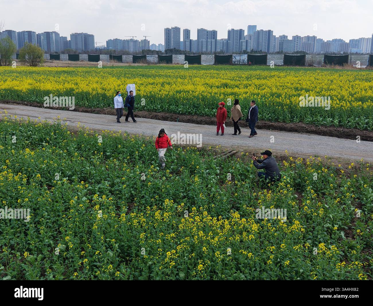 Aerial photo shows the blooming cole flowers in Nanjing City, east ...