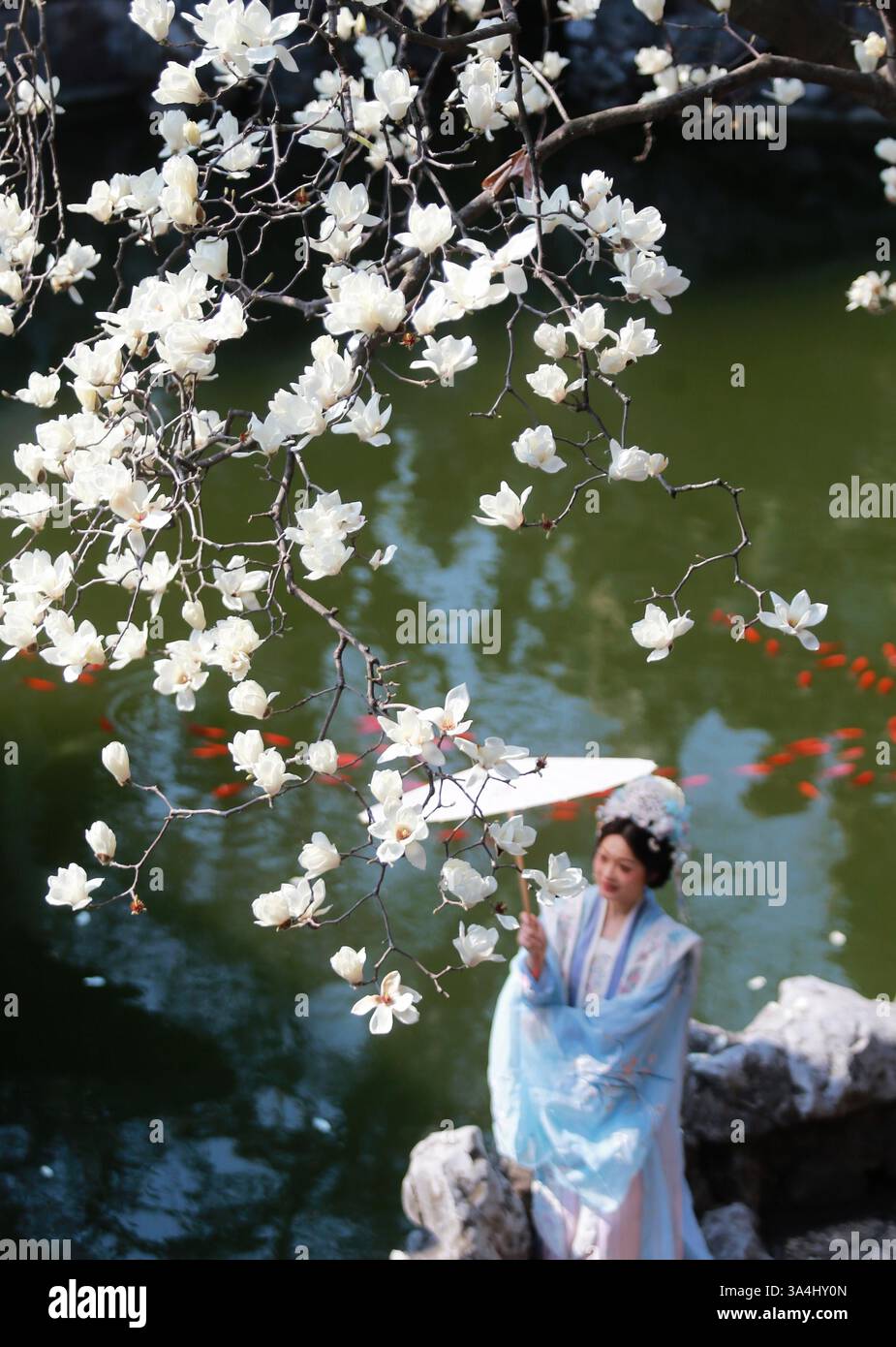 Magnolia flowers are in full bloom in Yangzhou City, east China's ...