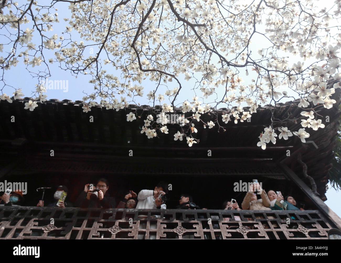 Magnolia flowers are in full bloom in Yangzhou City, east China's ...