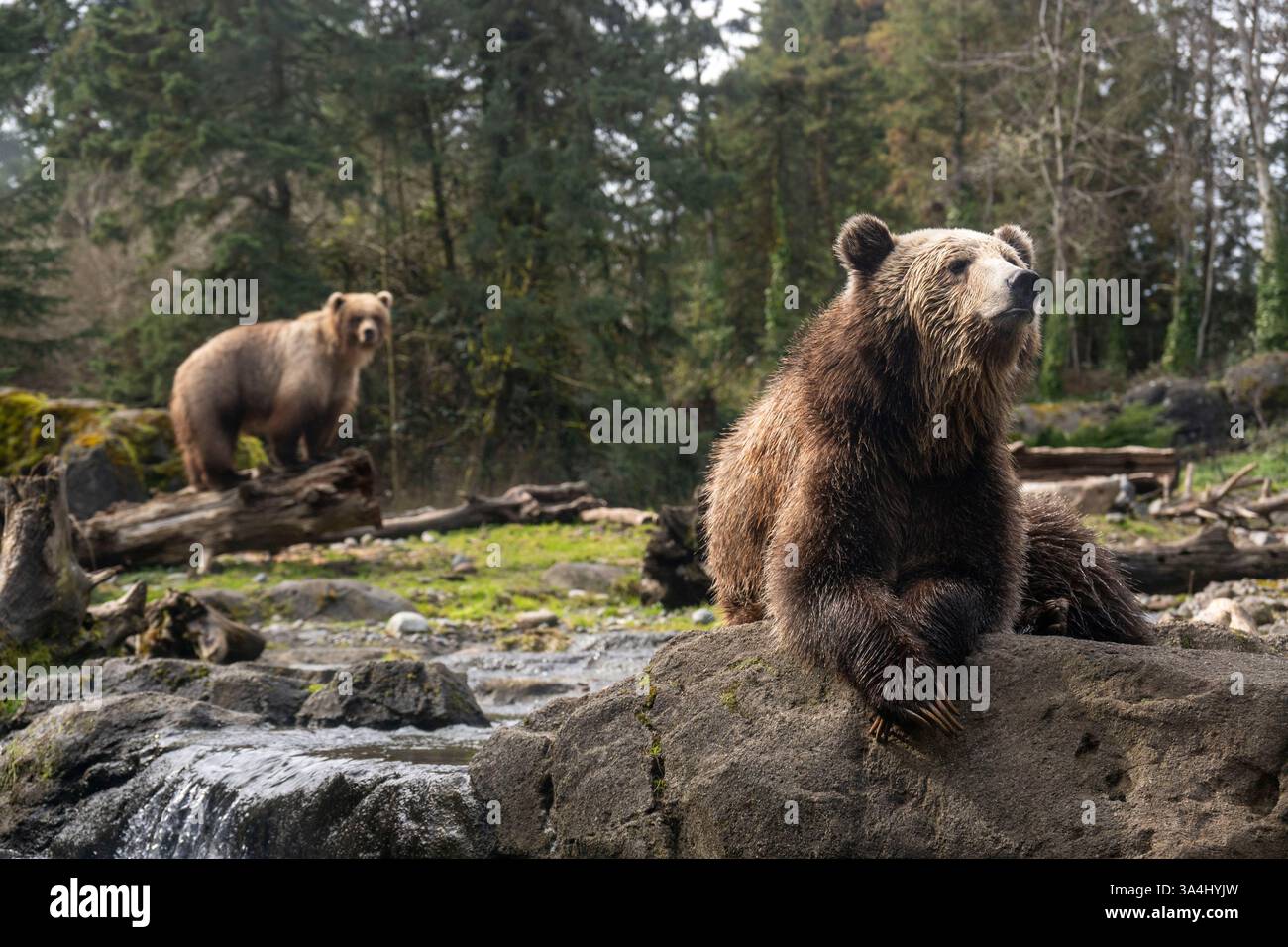 Seattle, Washington, USA. 18th Mar, 2025. Fern, a three-year-old grizzly bear (Ursus arctos ...
