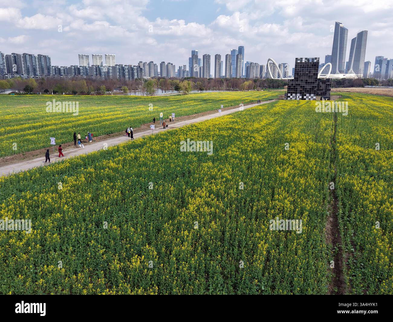 Aerial photo shows the blooming cole flowers in Nanjing City, east ...