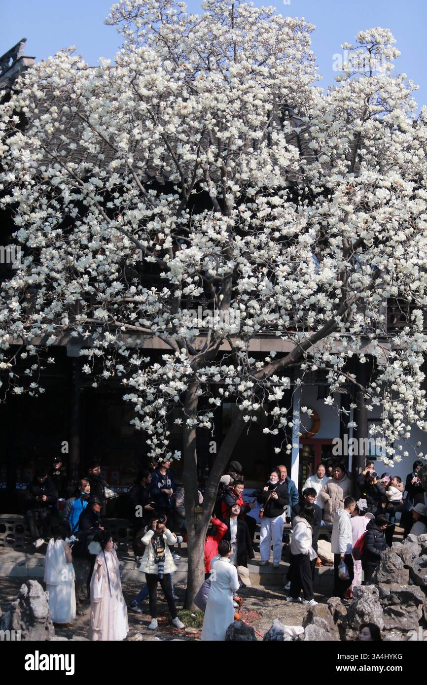 Magnolia flowers are in full bloom in Yangzhou City, east China's ...