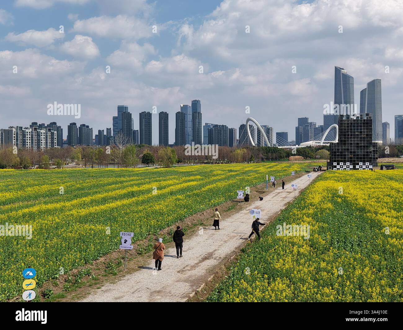 Aerial photo shows the blooming cole flowers in Nanjing City, east ...
