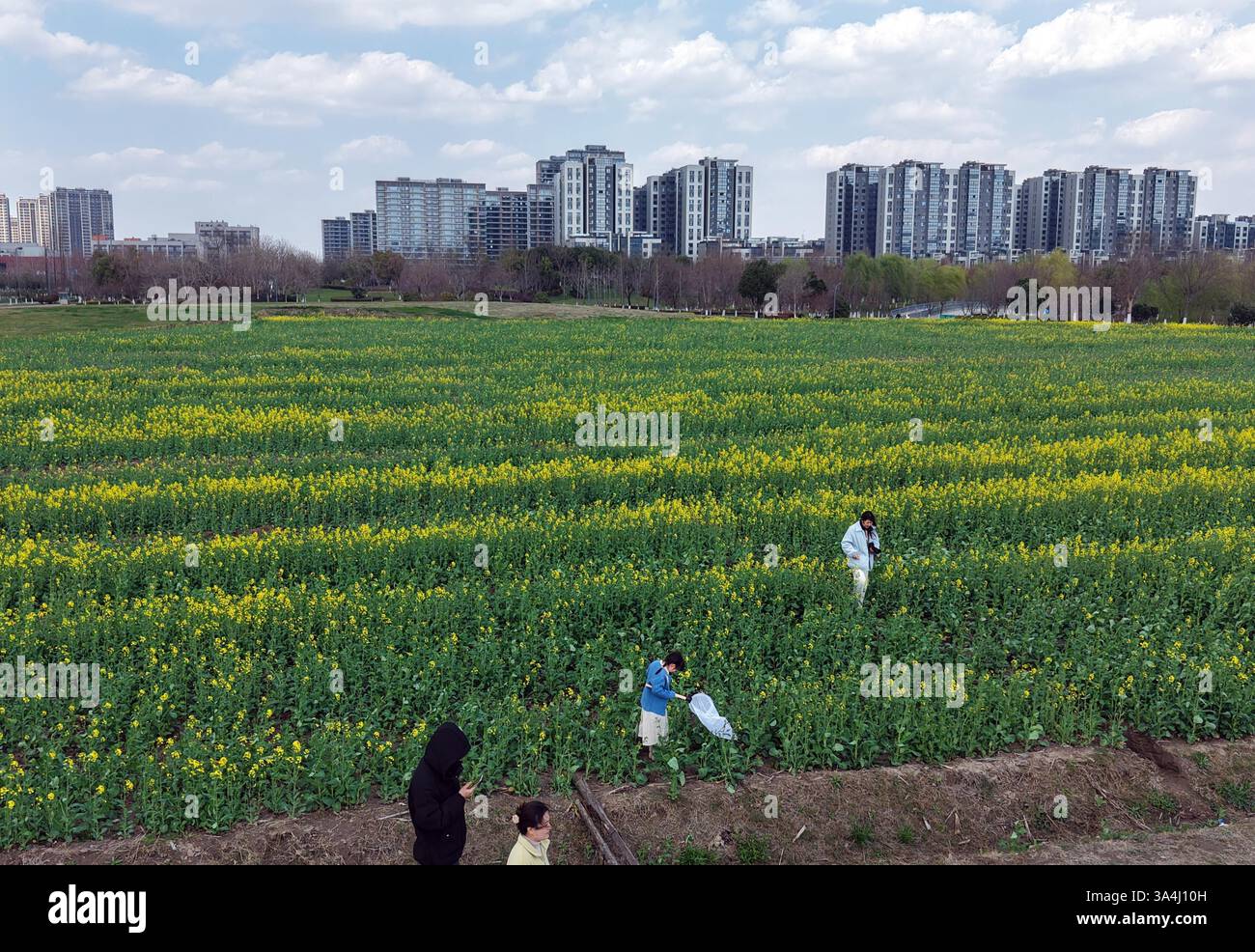 Aerial photo shows the blooming cole flowers in Nanjing City, east ...