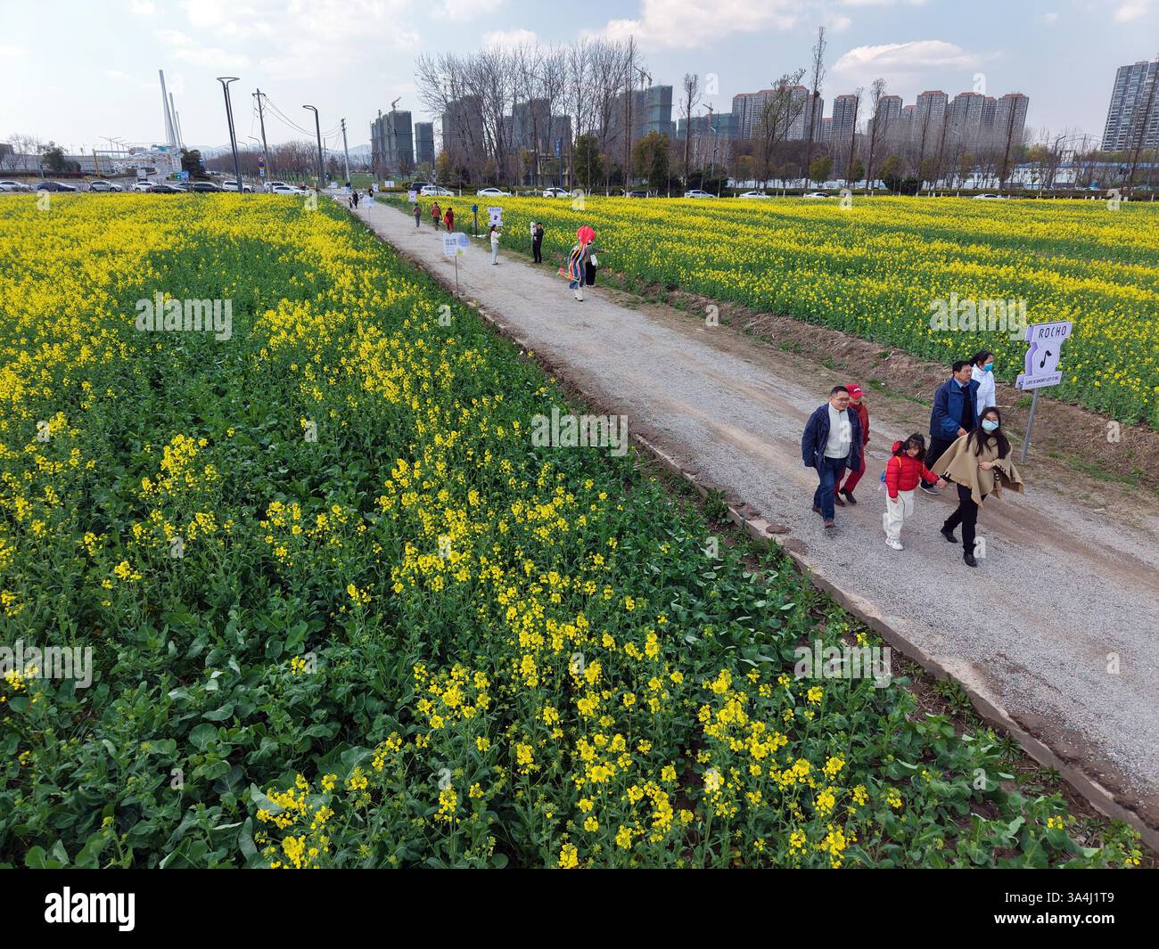 Aerial photo shows the blooming cole flowers in Nanjing City, east ...