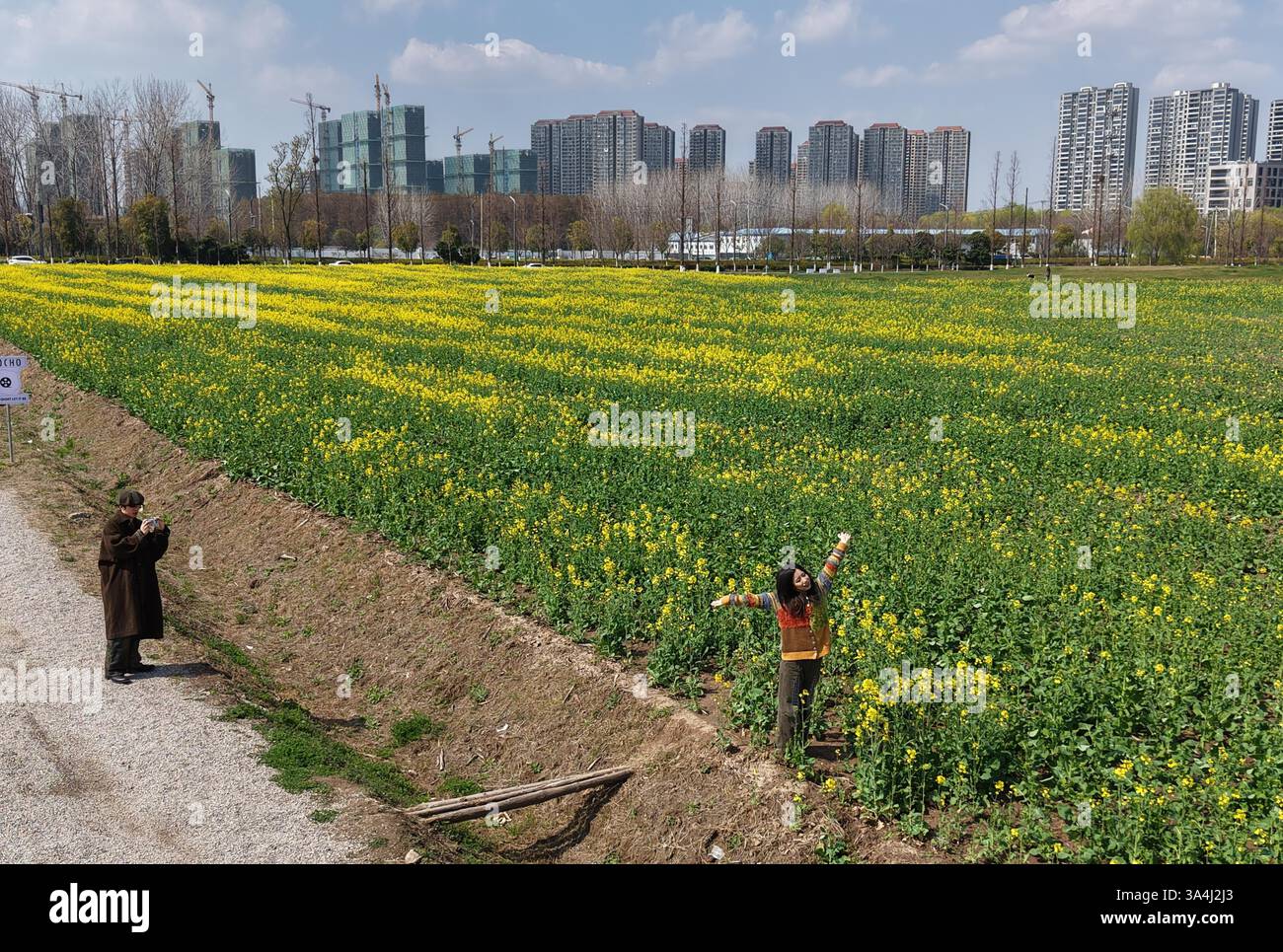 Aerial photo shows the blooming cole flowers in Nanjing City, east ...