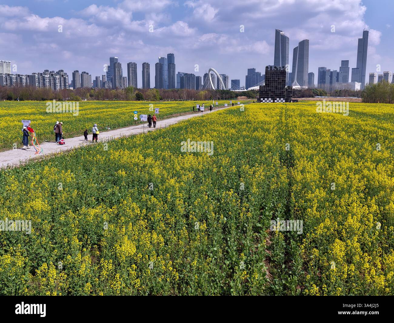 Aerial photo shows the blooming cole flowers in Nanjing City, east ...