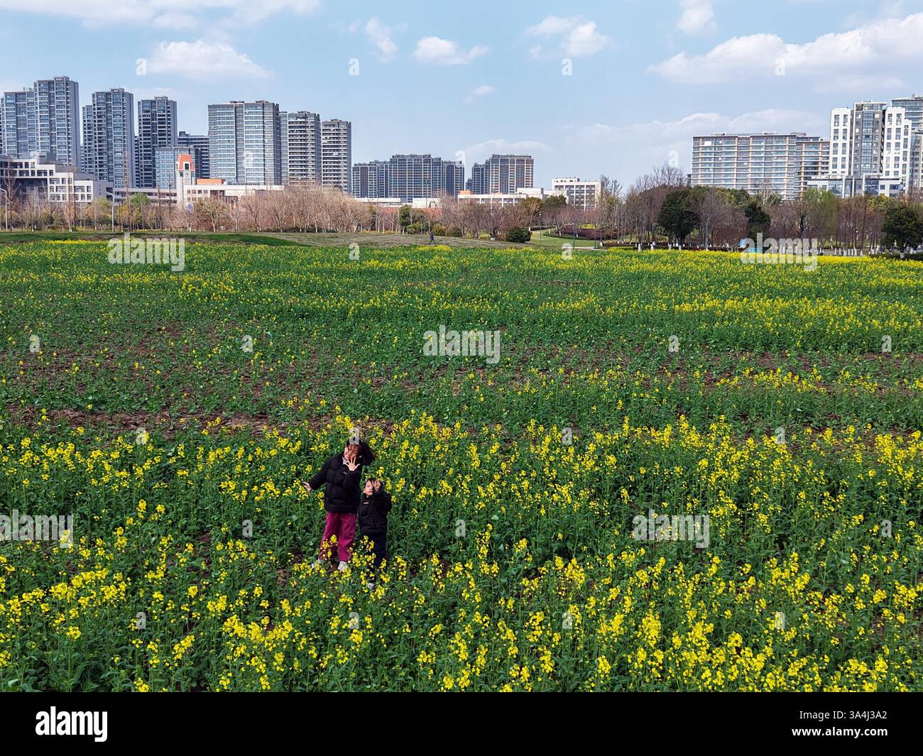 Aerial photo shows the blooming cole flowers in Nanjing City, east ...