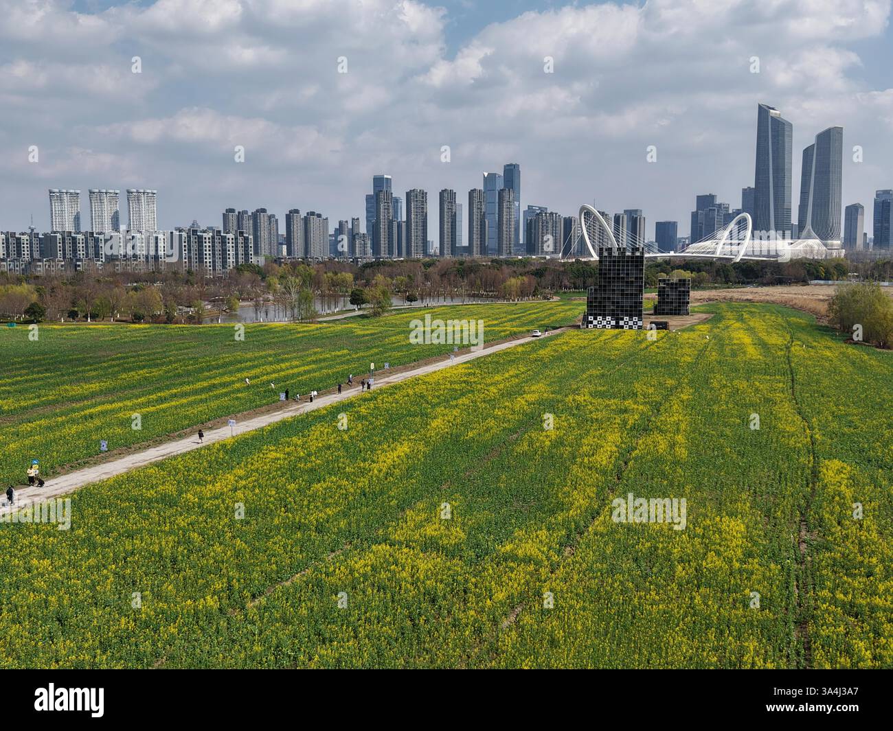 Aerial photo shows the blooming cole flowers in Nanjing City, east ...