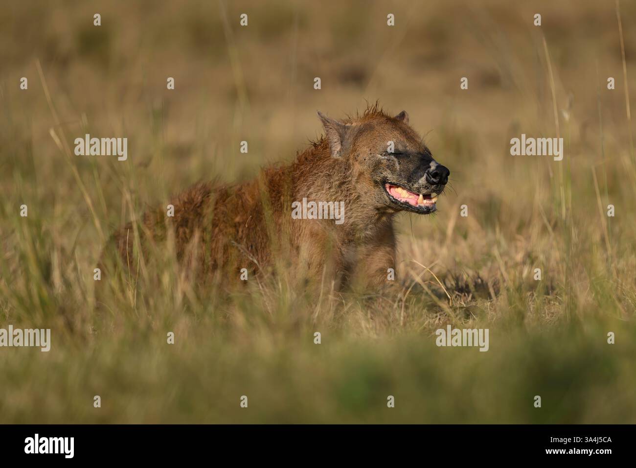 Grinning hyena hi-res stock photography and images - Alamy