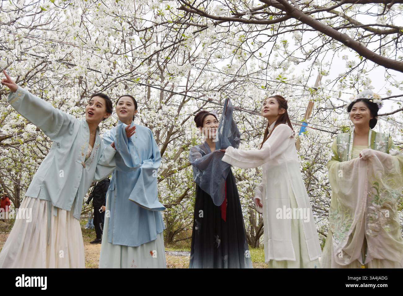 Pear blossoms bloom in Gejiu City, southwest China's Yunnan Province ...