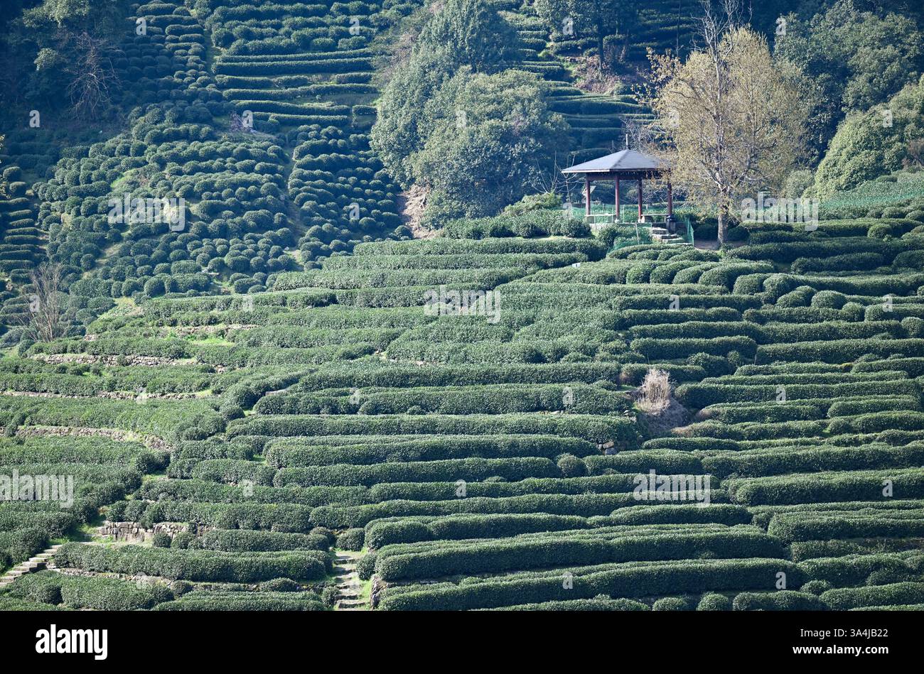 The Longjing tea plantations are lush and verdant, painting a vibrant ...