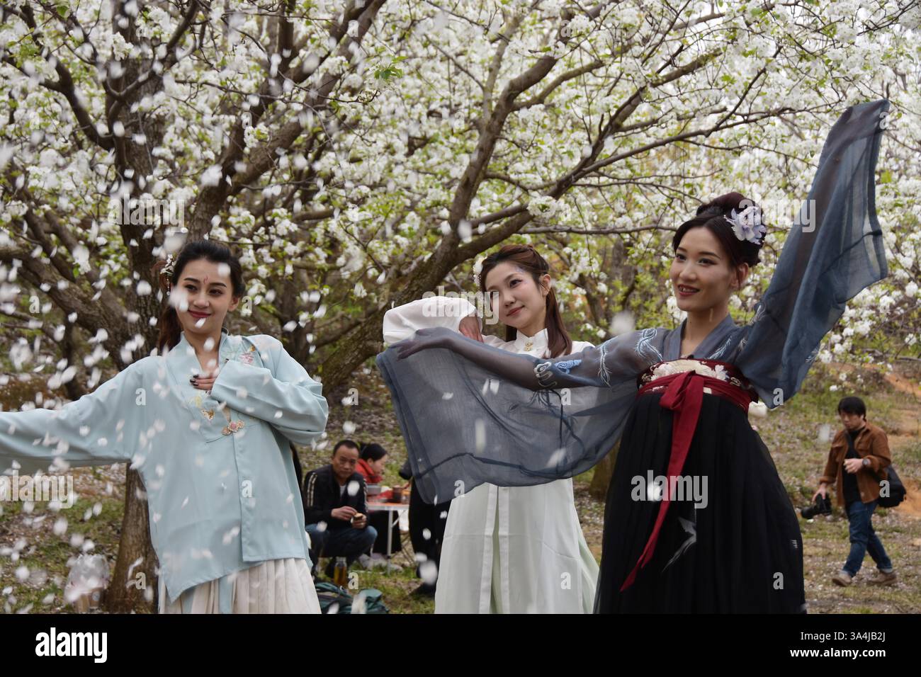 Pear blossoms bloom in Gejiu City, southwest China's Yunnan Province ...