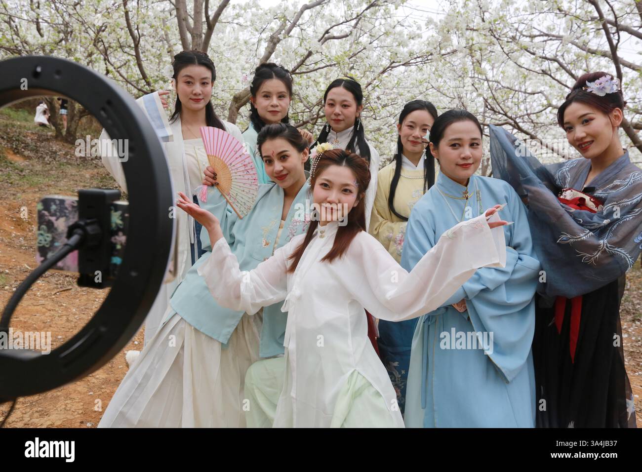 Pear blossoms bloom in Gejiu City, southwest China's Yunnan Province ...