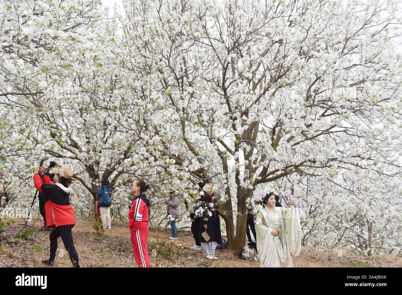 Pear blossoms bloom in Gejiu City, southwest China's Yunnan Province ...